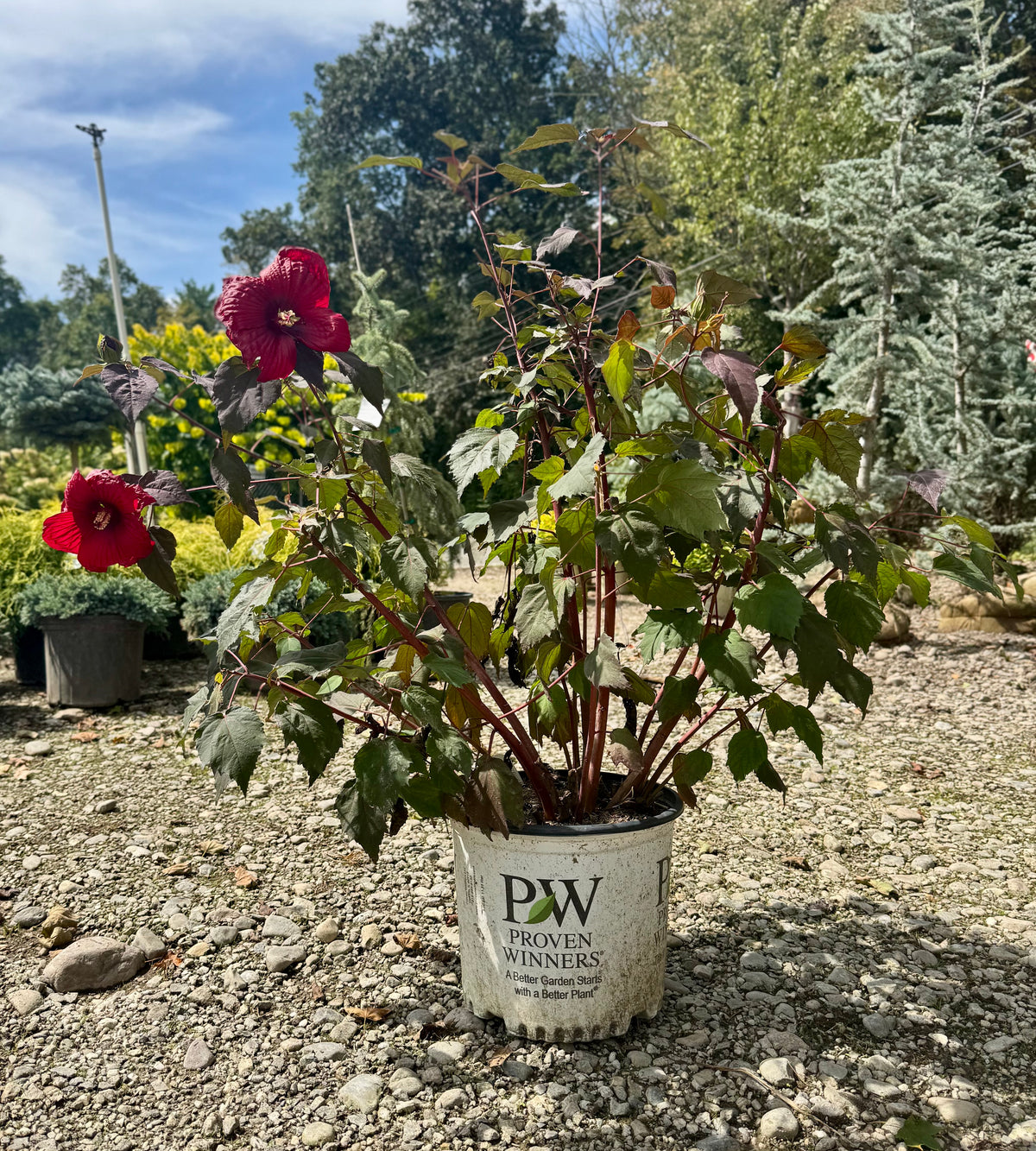 Summerific® Holy Grail Rose Mallow (Hibiscus) For Sale Online ...